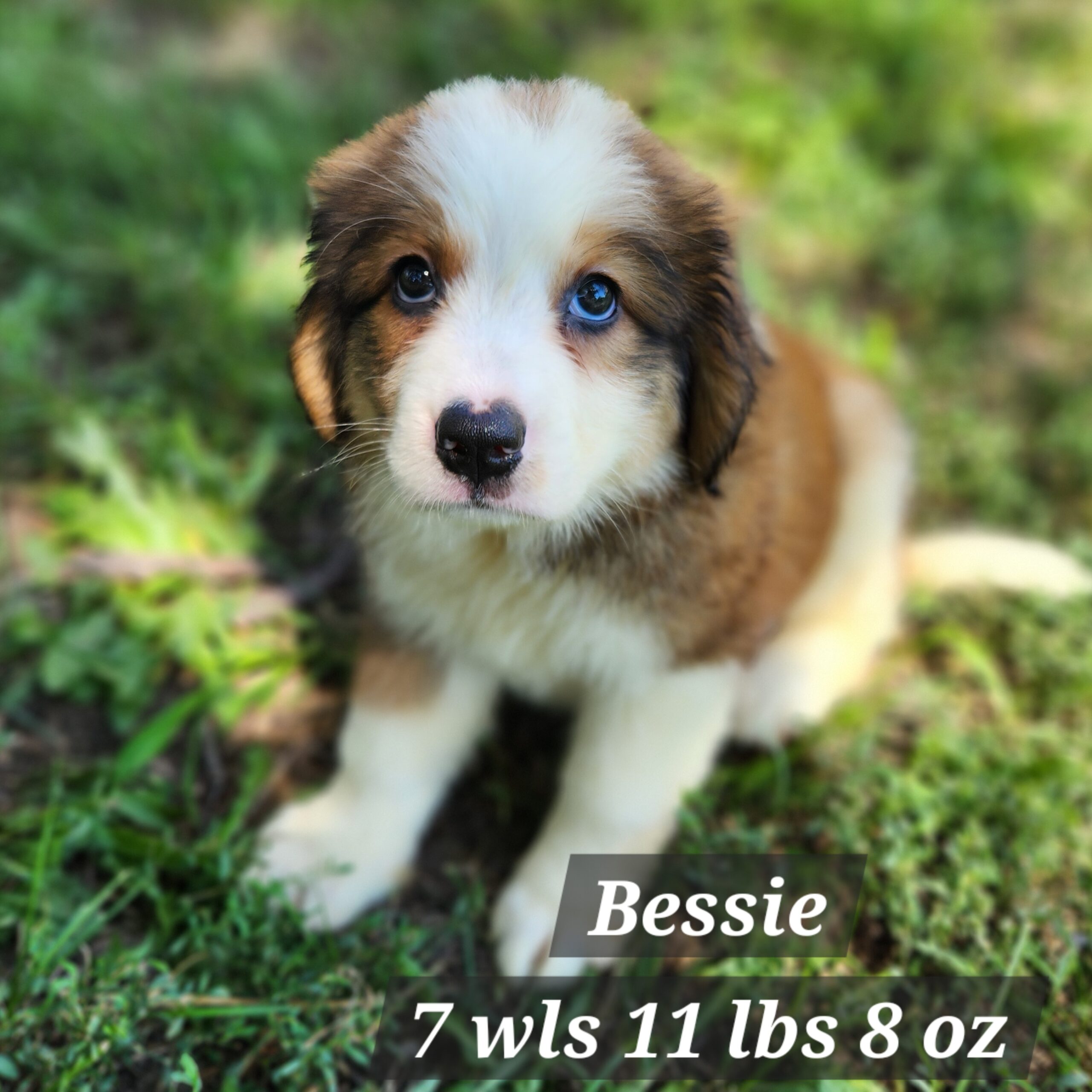 Great Bernese Bessie - Rock Creek Puppies