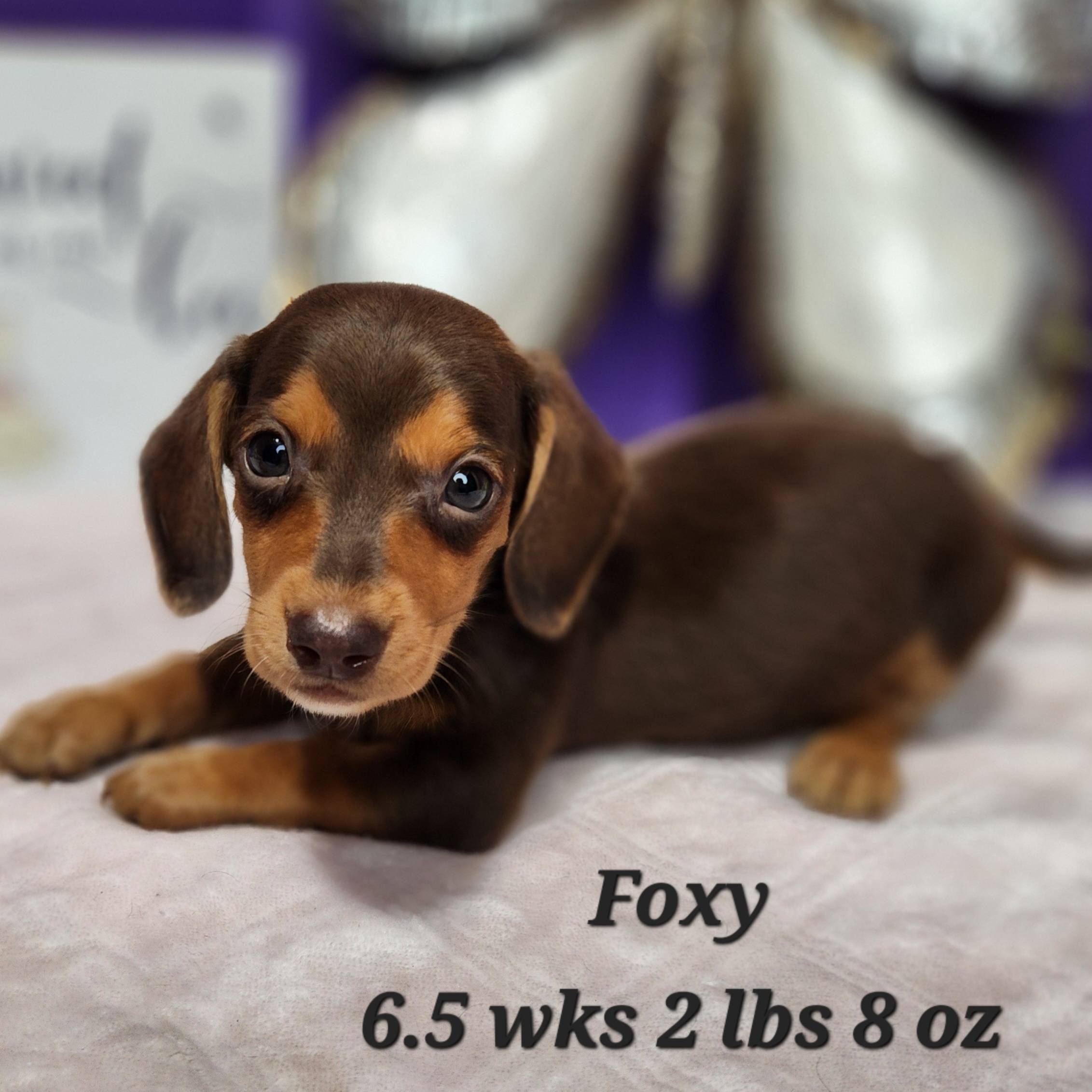 Dachshund Puppies | Rock Creek Puppies